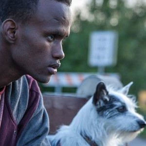 A Stray - Rotten Tomatoes