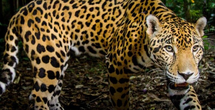 Big Cats - Rotten Tomatoes