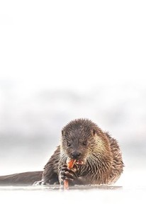 Wild Isles: Season 1, Episode 5 - Rotten Tomatoes