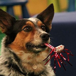 Mutt & Stuff: Season 1, Episode 3 - Rotten Tomatoes