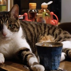 Cat Nation - Rotten Tomatoes