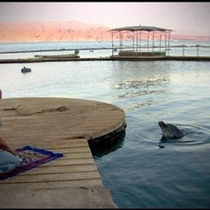 Dolphin Boy - Rotten Tomatoes