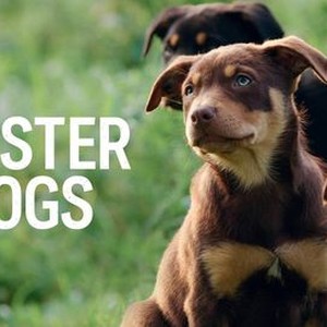 Muster Dogs - Rotten Tomatoes