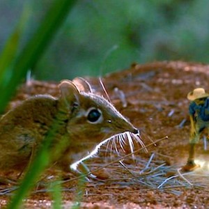 Andy's Wild Adventures: Season 1, Episode 10 - Rotten Tomatoes