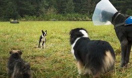 Strays - Rotten Tomatoes