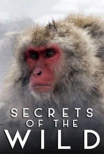 Secrets of the Wild | Rotten Tomatoes
