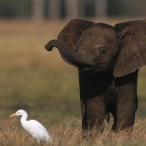 World Wild Web: Season 1, Episode 1 - Rotten Tomatoes