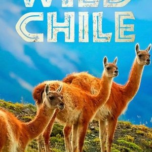 Wild Chile - Rotten Tomatoes