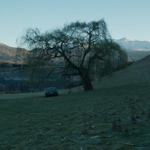 Stray - Rotten Tomatoes