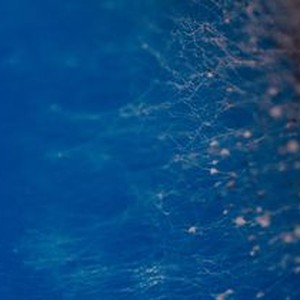 Masking Threshold - Rotten Tomatoes