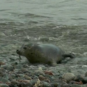 Hope in the Wild: Season 2, Episode 22 - Rotten Tomatoes