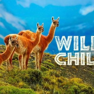 Wild Chile - Rotten Tomatoes