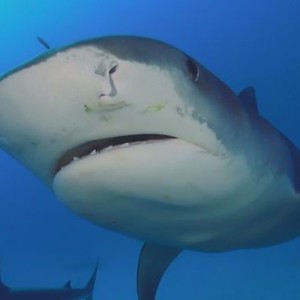 Weird, True & Freaky: Season 4, Episode 3 - Rotten Tomatoes