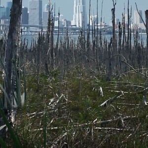 Swamp Wars: Season 3, Episode 3 - Rotten Tomatoes