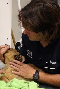 Animal Cops: Detroit: Season 15, Episode 1 | Rotten Tomatoes