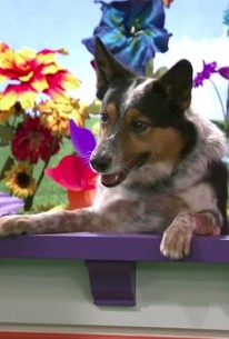 Mutt & Stuff: Season 2, Episode 3 | Rotten Tomatoes