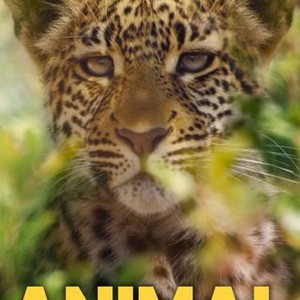 Animal - Rotten Tomatoes