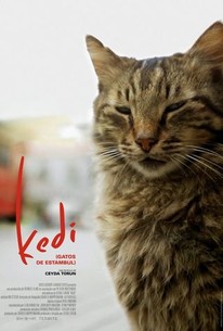 Kedi - Rotten Tomatoes