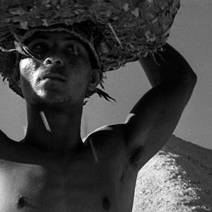 Araya - Rotten Tomatoes