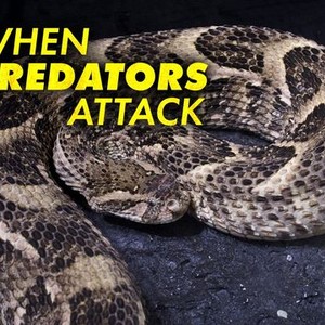 When Predators Attack - Rotten Tomatoes