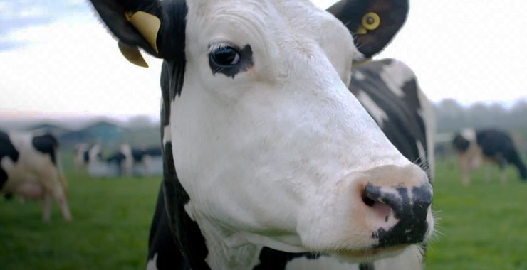 Cow - Rotten Tomatoes