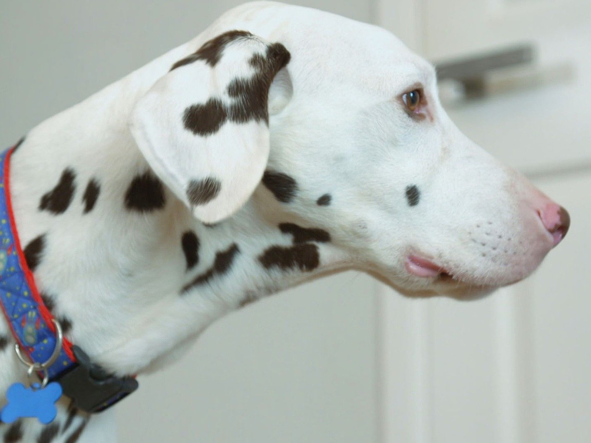 Are Dalmatians Deaf