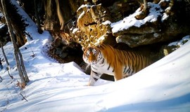 Planet Earth: Frozen Planet II - Rotten Tomatoes