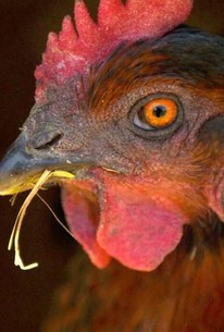 Moveable Feast With Fine Cooking: Season 7, Episode 1 | Rotten Tomatoes