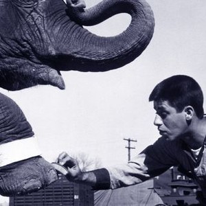 Three Ring Circus - Rotten Tomatoes