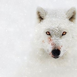 Hostile Planet - Rotten Tomatoes