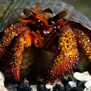 Secret Life of Predators - Rotten Tomatoes