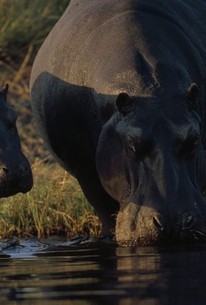 World Wild Web: Season 1, Episode 4 | Rotten Tomatoes