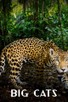 Big Cats: Season 1 | Rotten Tomatoes