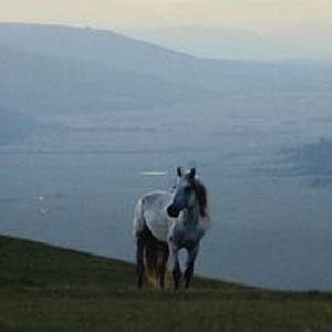 Among Wolves - Rotten Tomatoes