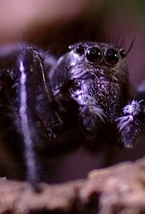 Most Extreme Alien Planet Earth: Season 1, Episode 28 | Rotten Tomatoes