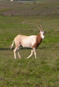 Secrets of the Zoo: The Wild Side: Season 1, Episode 1 - Rotten Tomatoes