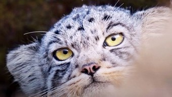 The Velvet Queen - Rotten Tomatoes