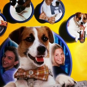 Paws - Rotten Tomatoes