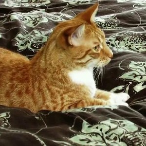 My Cat From Hell: Season 2, Episode 2 - Rotten Tomatoes