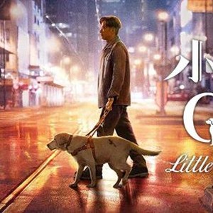 Little Q - Rotten Tomatoes