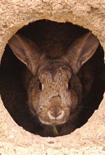 The Burrowers: Animals Underground: Season 1, Episode 1 - Rotten Tomatoes