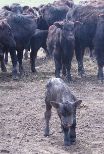 The Incredible Dr. Pol: Season 14, Episode 4 | Rotten Tomatoes