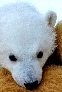 The Polar Bear Family & Me: Season 1, Episode 2 - Rotten Tomatoes