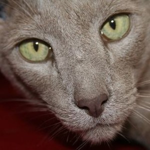 The Rabbi's Cat - Rotten Tomatoes