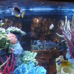 Fish Tank Kings - Rotten Tomatoes