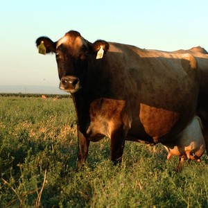 Farmageddon - Rotten Tomatoes