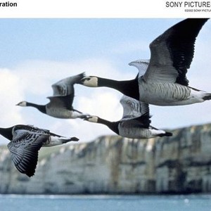 Winged Migration - Rotten Tomatoes