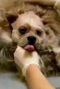 Animal Cops: Detroit: Season 13, Episode 12 | Rotten Tomatoes