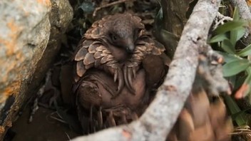 pangolin netflix