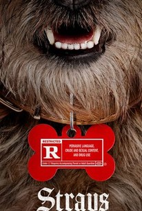 Strays - Rotten Tomatoes